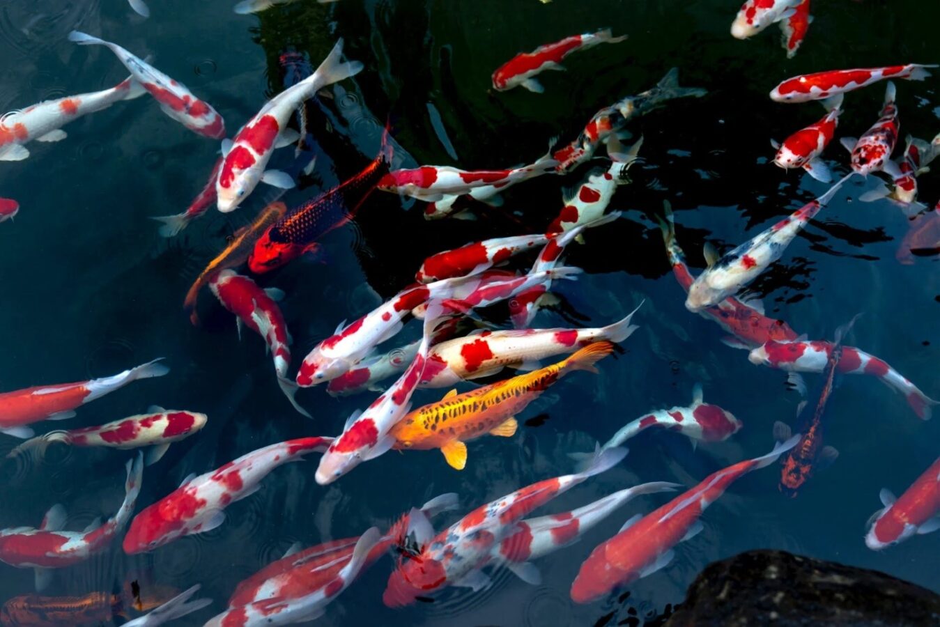 The Best Fish For an Outdoor Pond | Types Of Pond Fish - Aquigarden.com