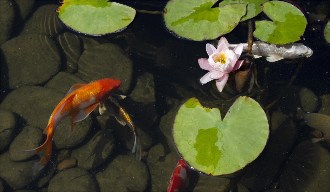 How To Create Your Own Natural Swimming Pool With Aquatic Plants?