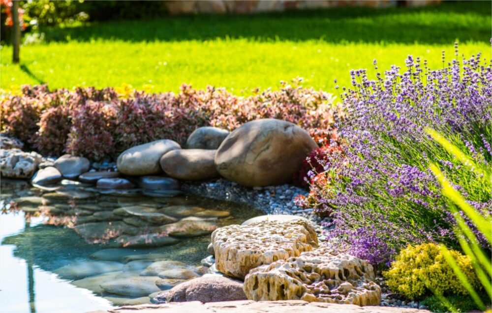 Pond Ecosystems: Meaning, Types, Characteristics, Importance