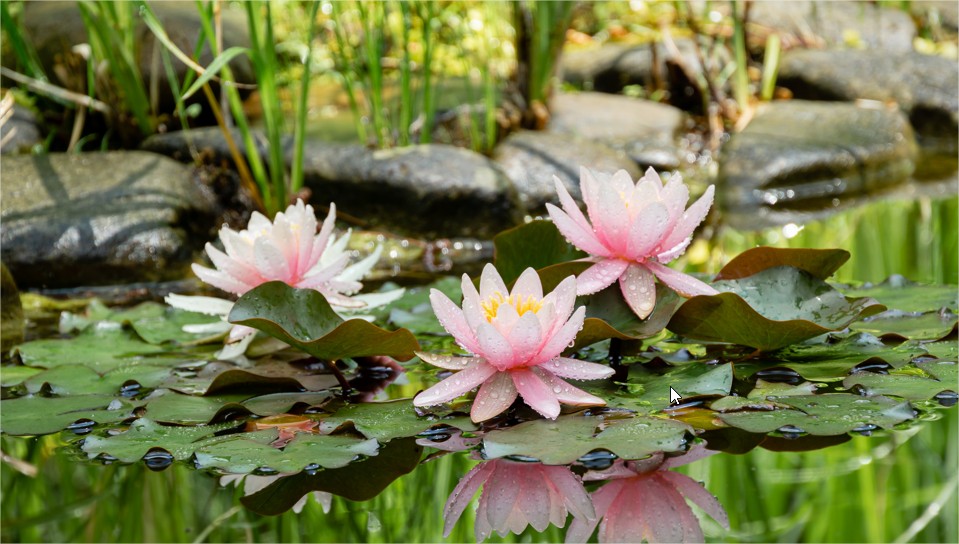 Types of Aquatic Plants in Natural Swimming Pools - Aquigarden.com