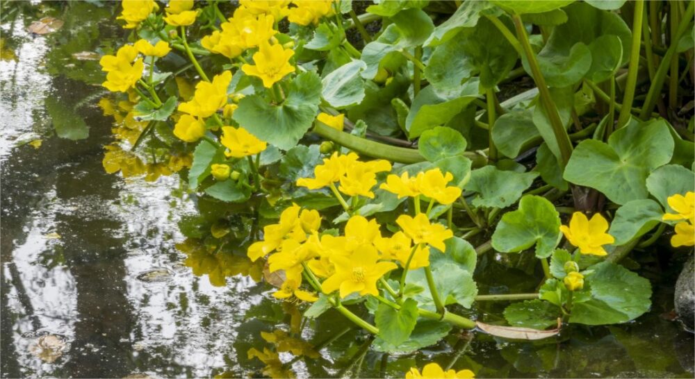 How To Create Your Own Natural Swimming Pool With Aquatic Plants?