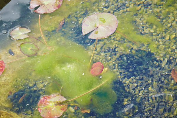 How To Create Your Own Natural Swimming Pool With Aquatic Plants?